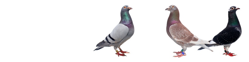Racing Pigeon Supplies | Loft Equipment, Supplements and Accessories