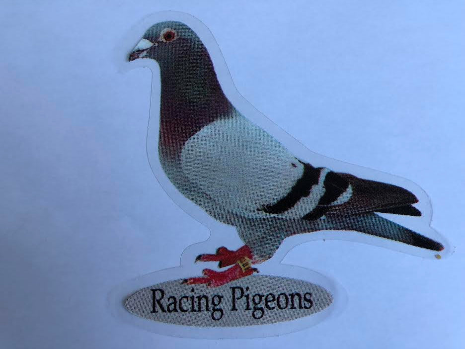 Racing Pigeon Window Stickers